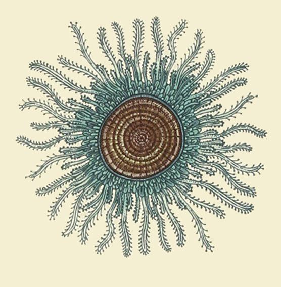 Editorial Océano - Katie Scott